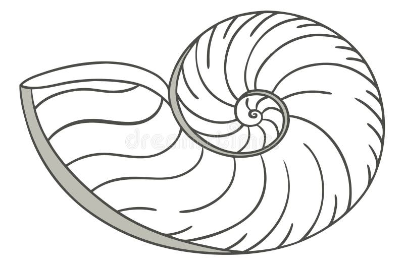 Nautilus Shell Spiral Vector Illustration for Art Projects and Coloring ...