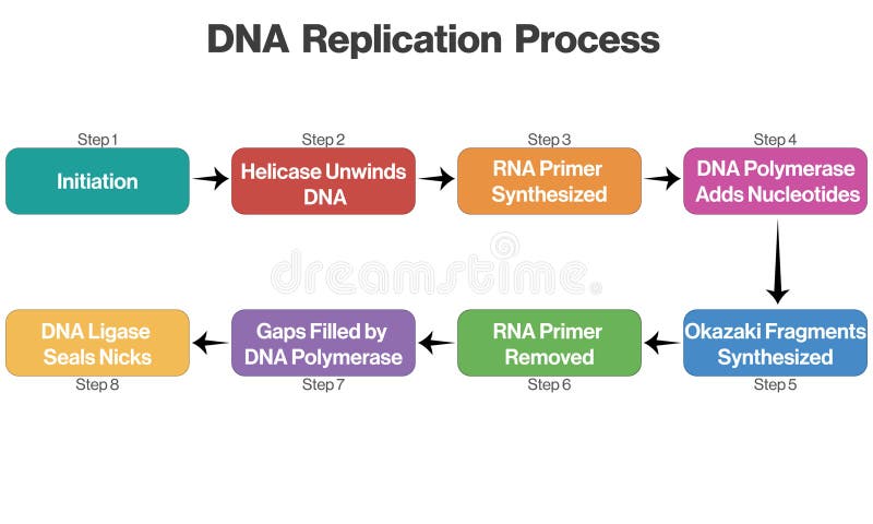 Flowchart of DNA Replication Process on White Background for Genetics ... Flowchart of DNA Replication Process on White Background for Genetics ...
