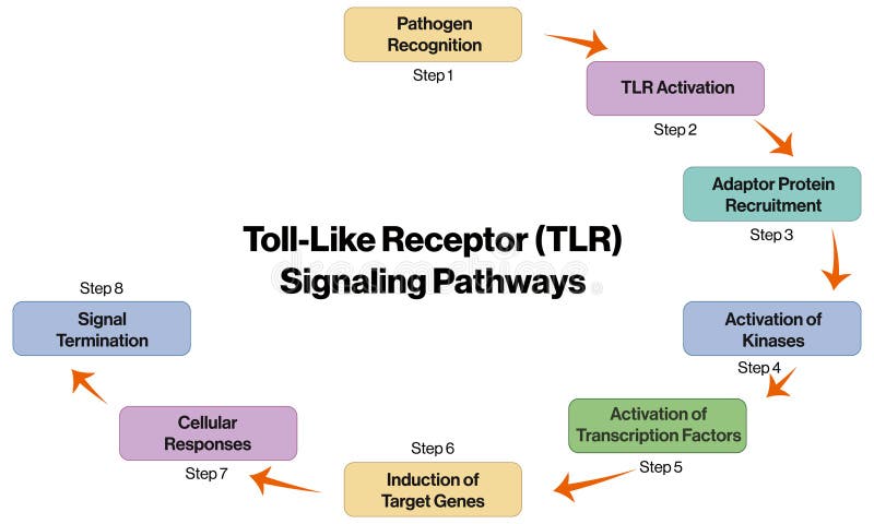 Flowchart of Toll Like Receptor Pathways in Immune Response on White ...