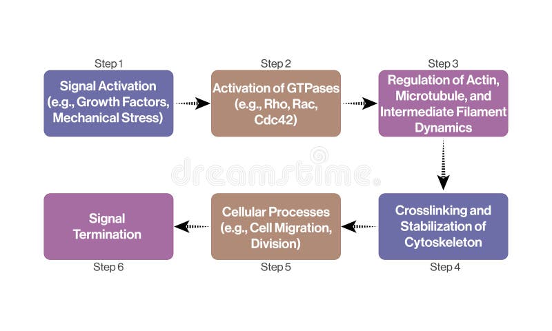 Flowchart Of Cytoskeleton Dynamics Vector Diagram On White Background