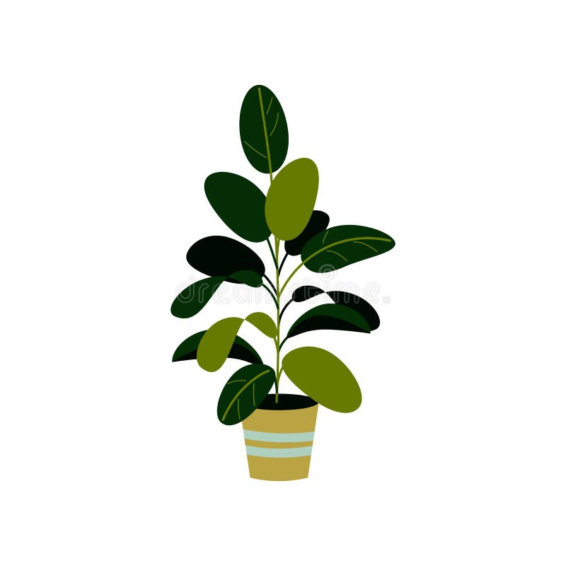 Vector Illustration of a Ficus Isolated on White. Home Plant in a Pot ...