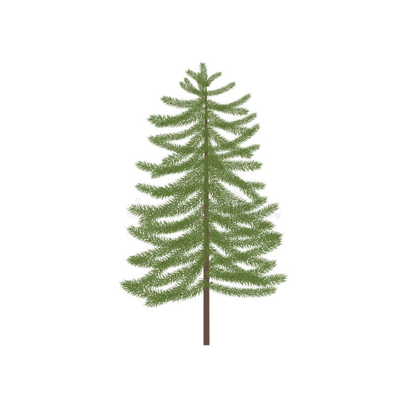 Vector Illustration of Fir Tree. Realistic Vector Fir Tree Stock Vector ...