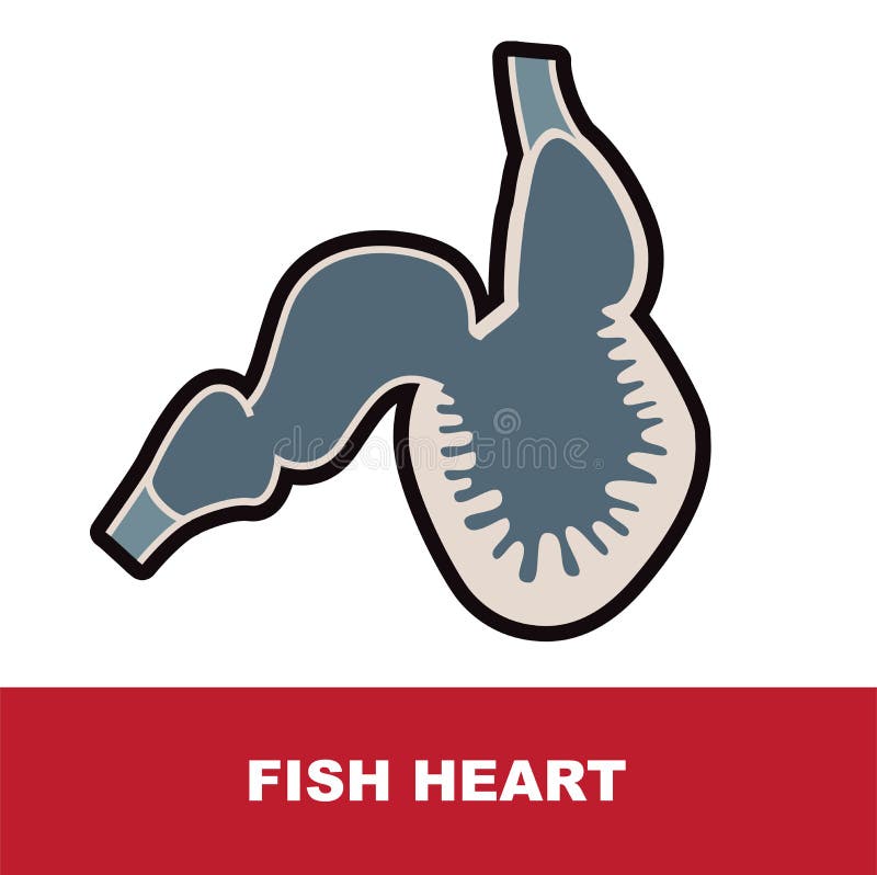 Vector Illustration of Fish Schematic Heart Anatomy Stock Vector ...