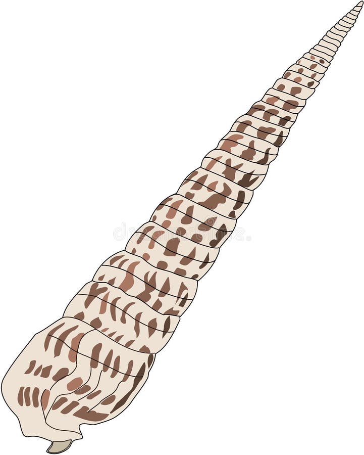 Flame Auger Shell Illustration Stock Vector - Illustration of water ...