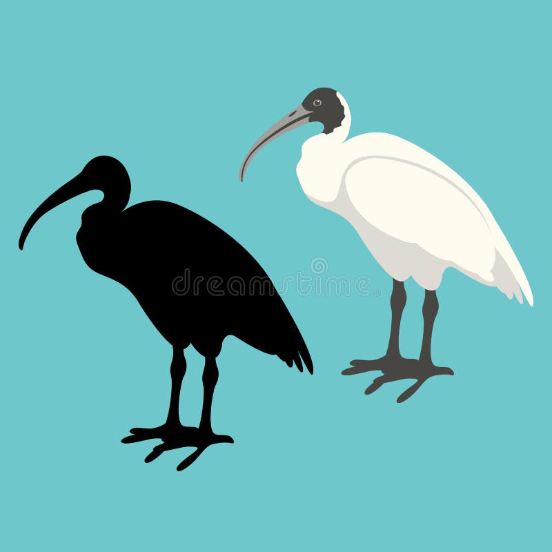 9+ Ibis profile Free Stock Photos - StockFreeImages