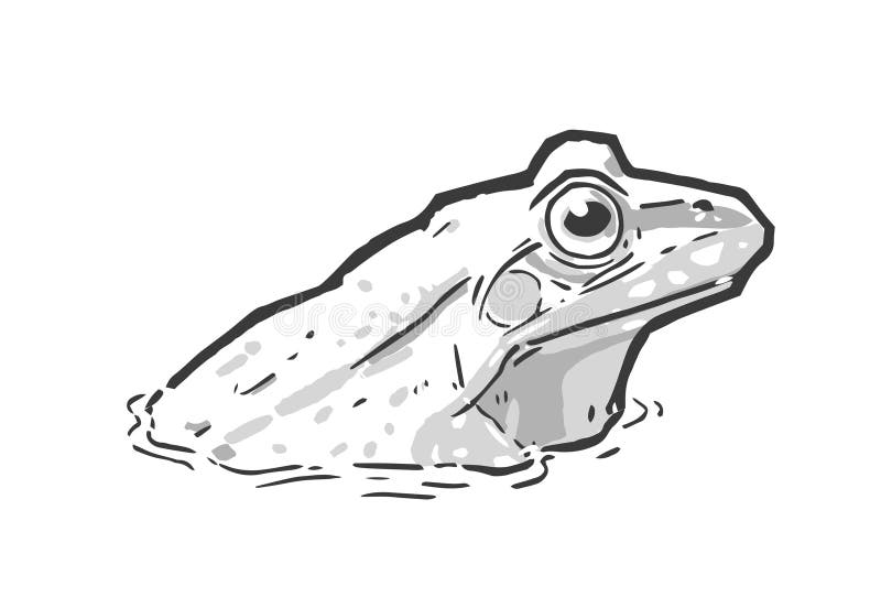 Vector Illustration of Floating Frog in Water in Black and White Stock ...