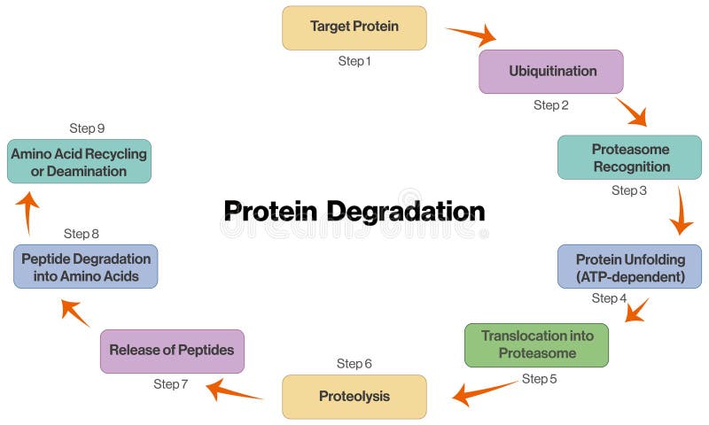 Vector Illustration of Flowchart of Protein Degradation Pathway in ...