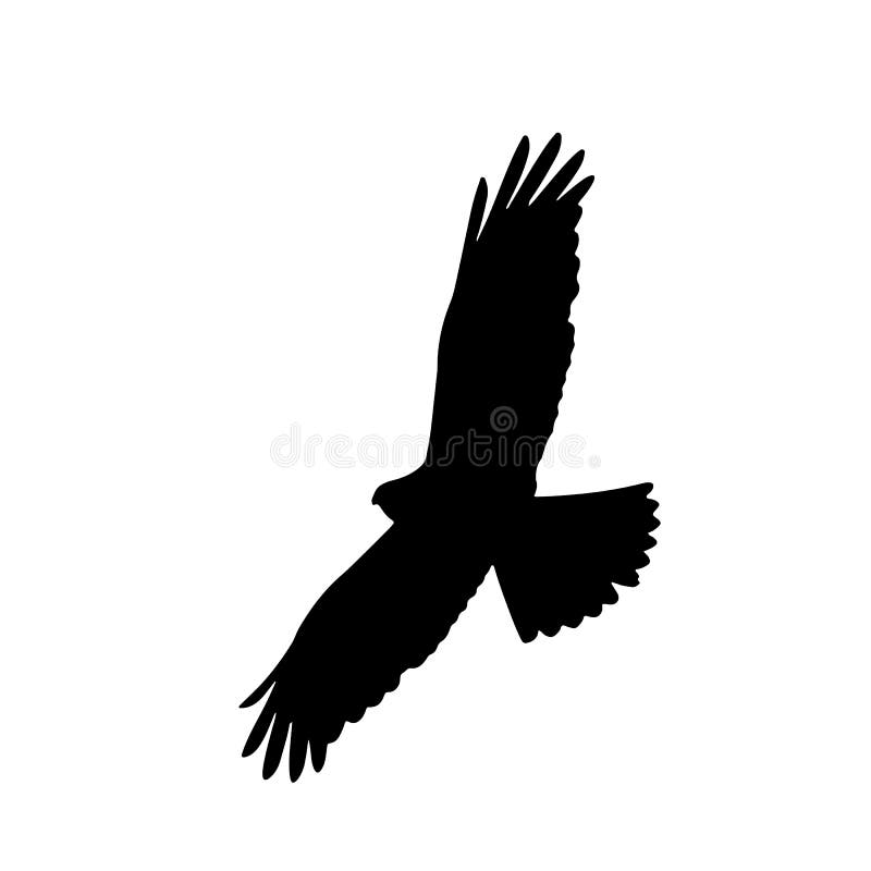 Marsh Harrier Flying Stock Illustrations – 291 Marsh Harrier Flying ...