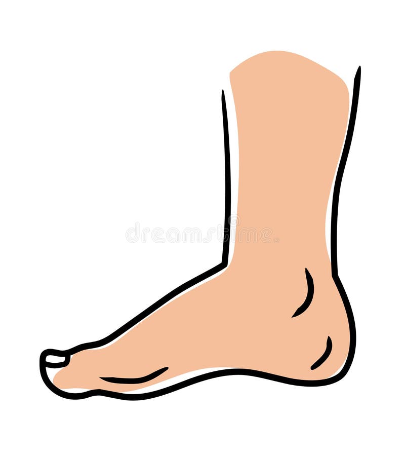Vector Illustration of a Foot Standing, Human Foot Stock Vector ...