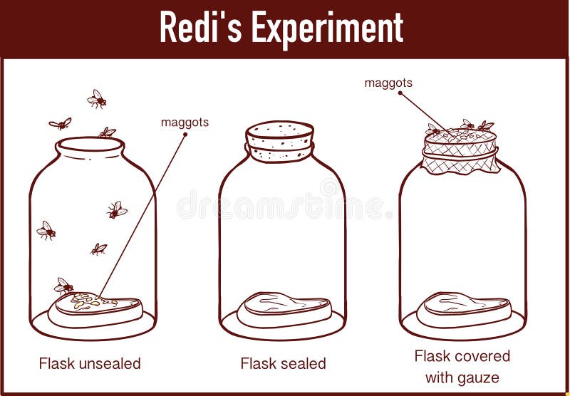Vector Illustration of a Francesco Redi 1668 Experiment Stock Vector ...
