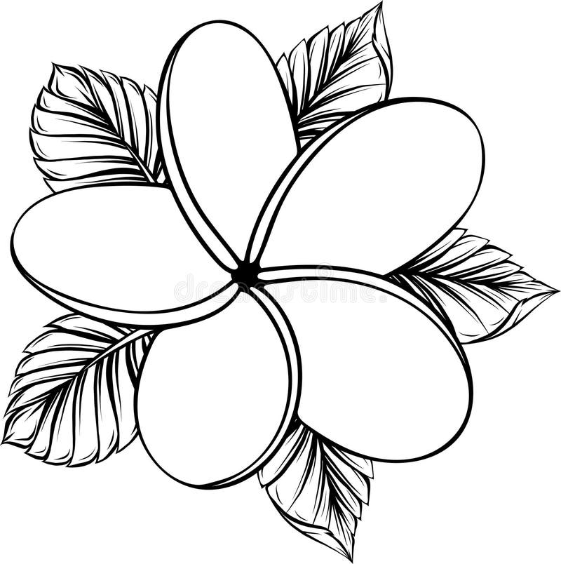 Vector Illustration of Frangipani Flower Isolated on White Stock Vector ...