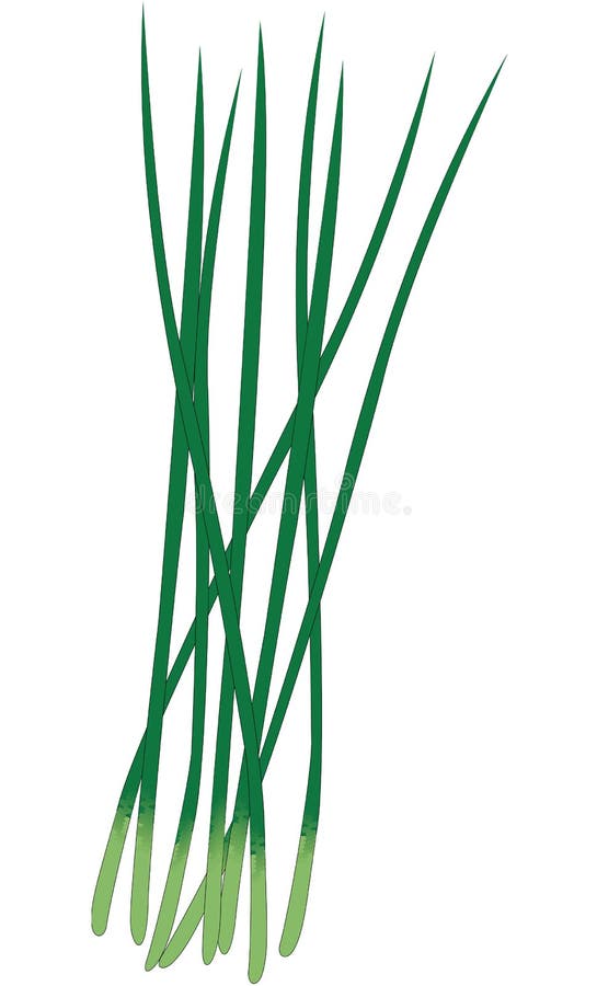 Chives Vector Illustration stock vector. Illustration of natural ...