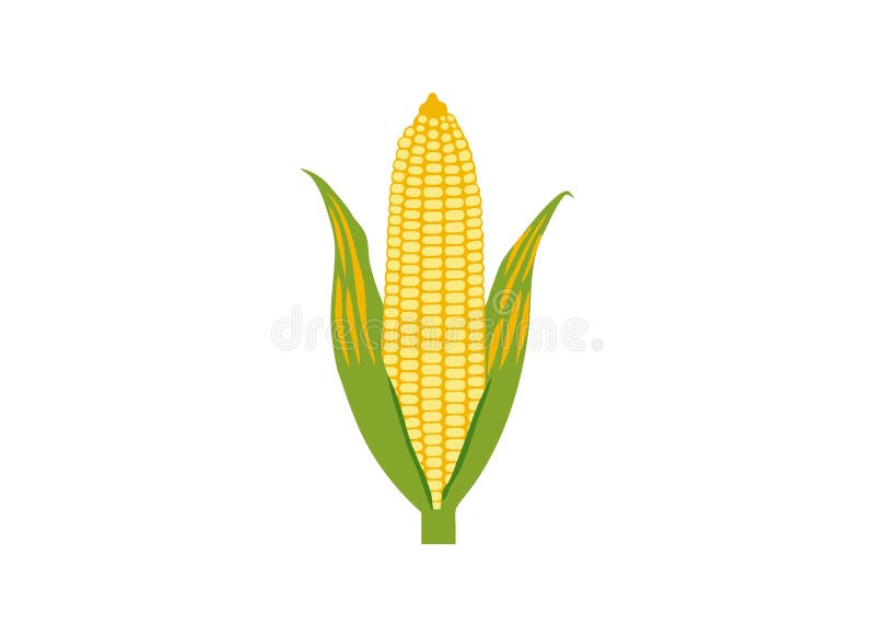 Vector Illustration of Fresh Corn on the Cob with Husk Stock Vector ...