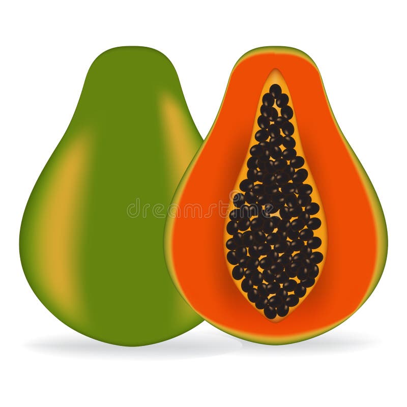 Vector Illustration Fresh Papaya Stock Vector - Illustration of ...