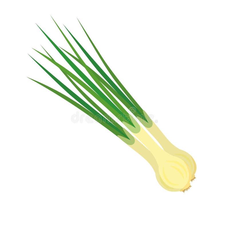 Spring Onion Cartoon Stock Illustrations – 1,174 Spring Onion Cartoon ...