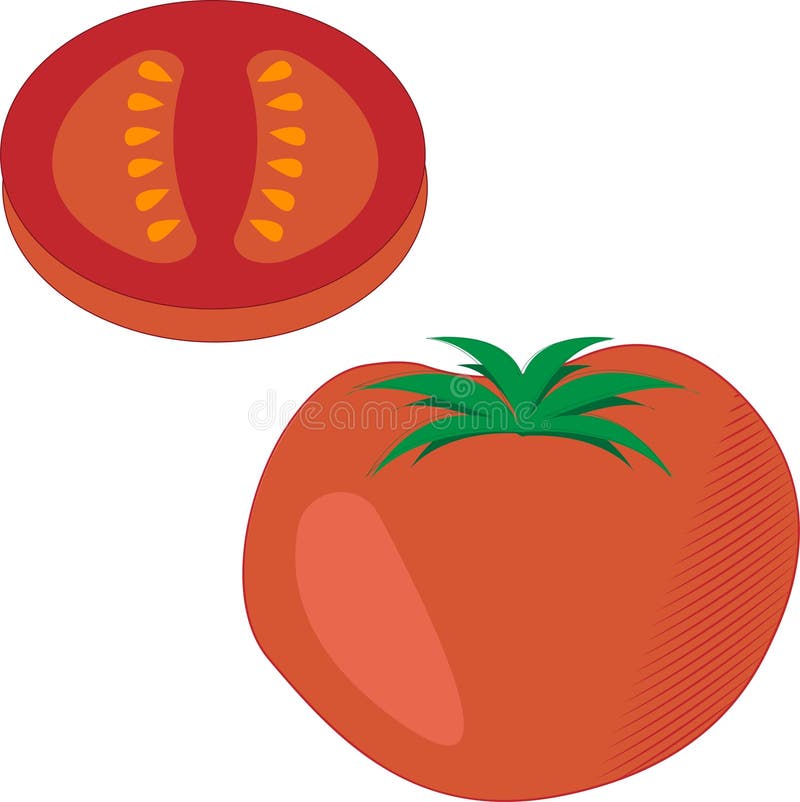 Vector Illustration of Fresh Tomato. Set of Two Red Vegetables Stock ...
