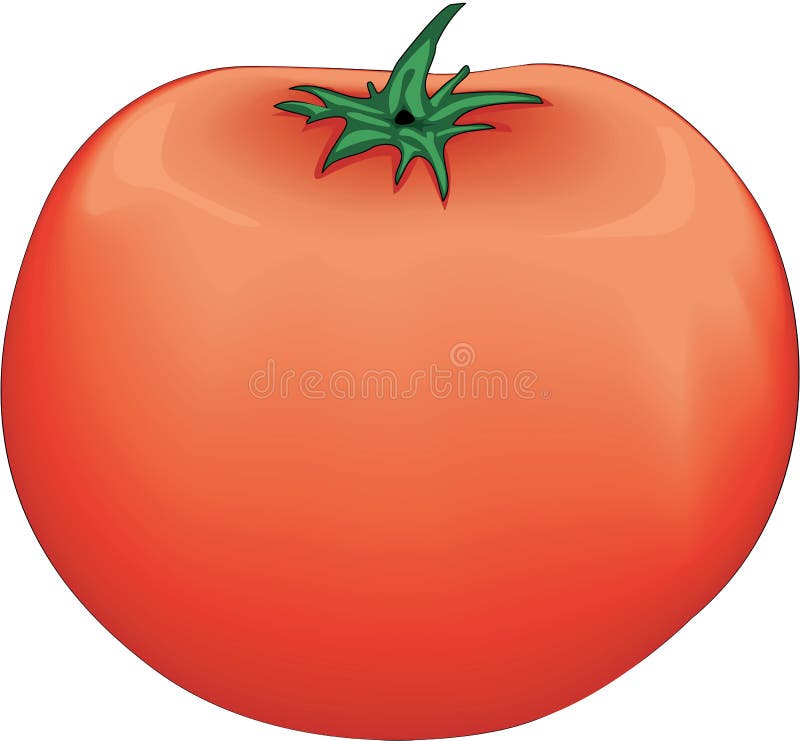 Tomato Vector Illustration stock vector. Illustration of fresh - 134263578