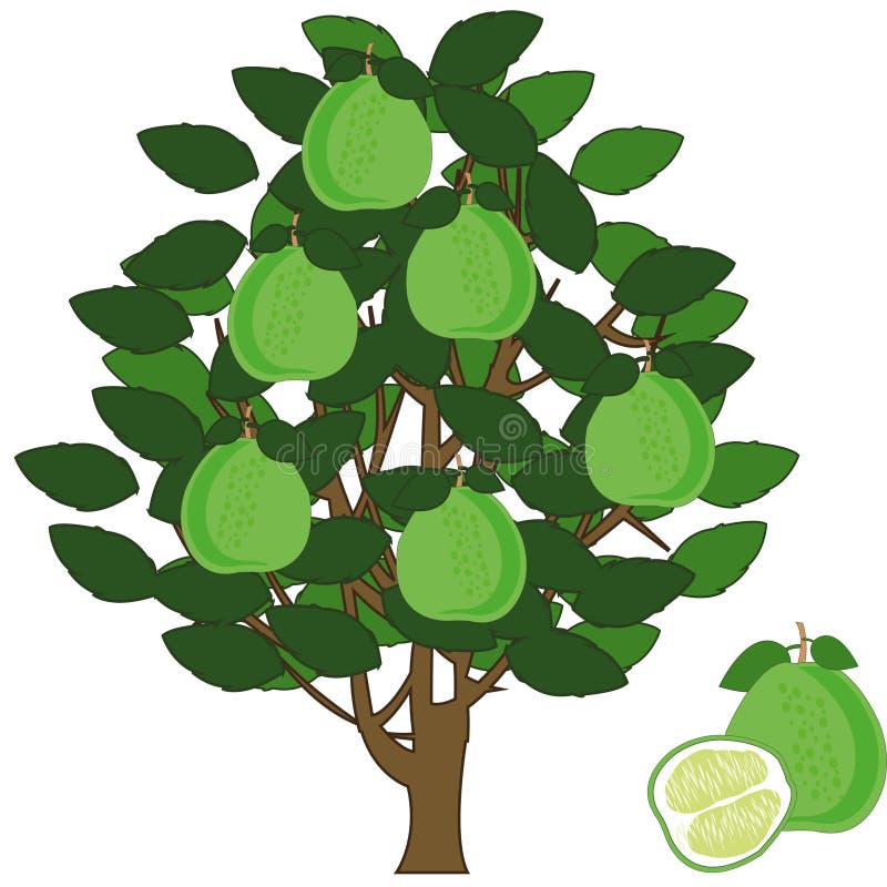 Pomelo Tree Drawing