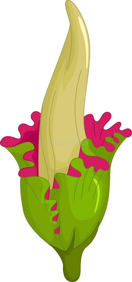 Funny Raflessia Cartoon Stock Illustrations – 1 Funny Raflessia Cartoon ...