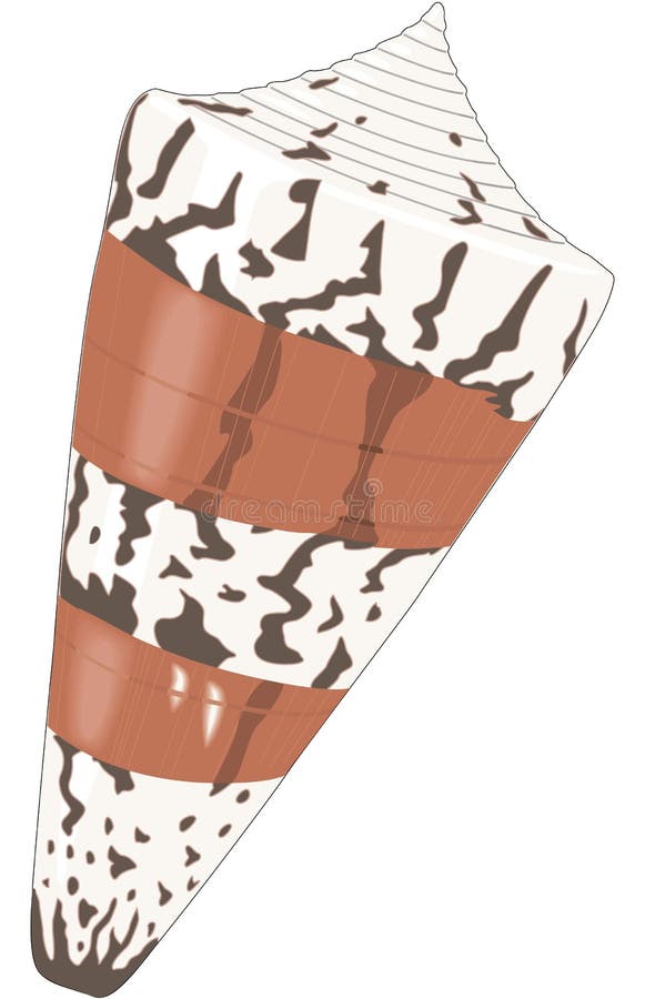 General Cone Shell Illustration Stock Vector - Illustration of ocean ...
