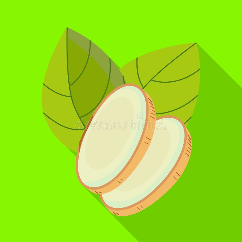 Vector Design of Ginger and Root Symbol. Set of Ginger and Aroma Stock ...