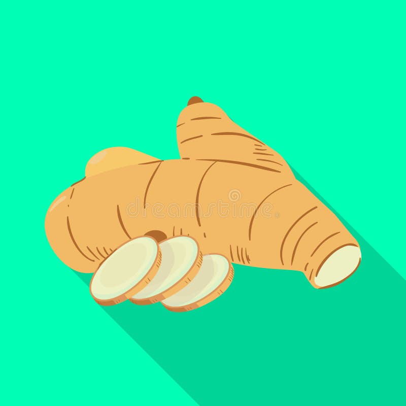 Vector Illustration of Ginger and Root Symbol. Set of Ginger and Yellow ...