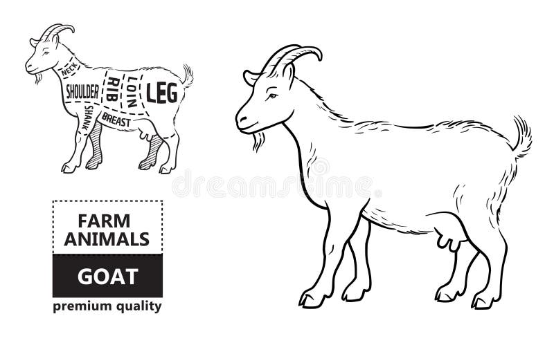 Vector Illustration Goat Cuts Diagram or Chart. Goat Black Silhouette ...