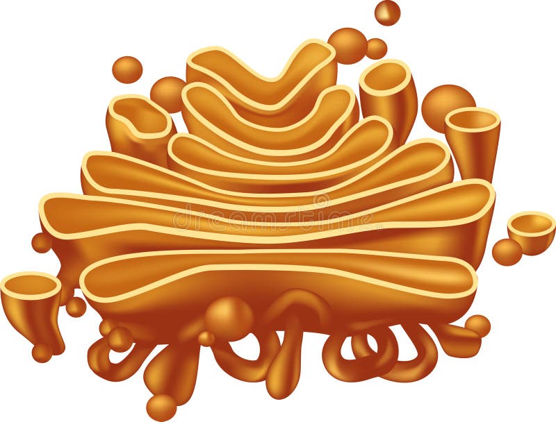 Animal Golgi Complex