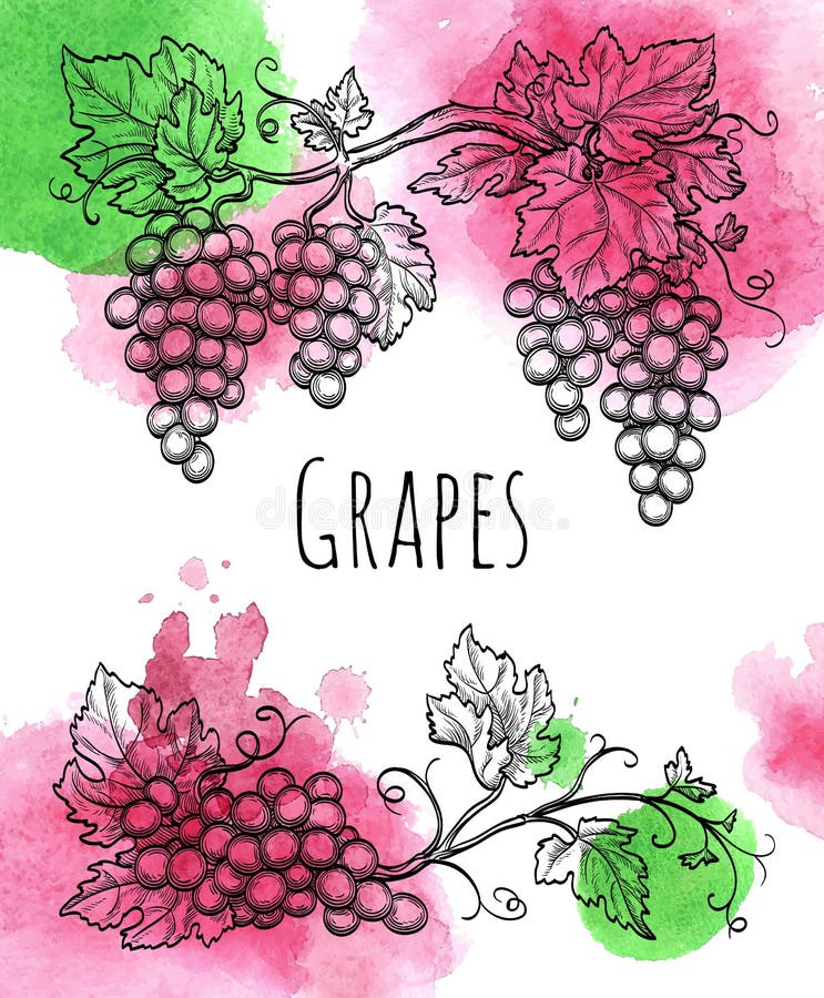 Grapevine Hand Drawn Sketch Stock Vector - Illustration of berry ...
