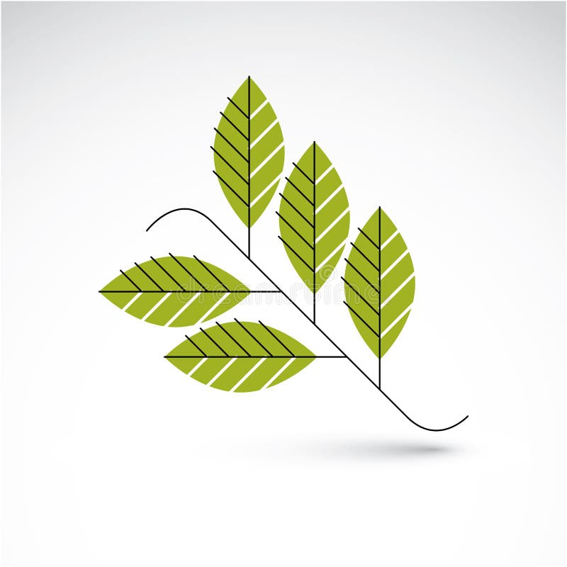 Vector Illustration of Green Rowan Leaf Isolated on White Background ...