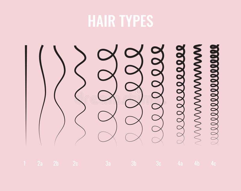 Vector Illustration of a Hair Types Chart Displaying All Types and ... Vector Illustration of a Hair Types Chart Displaying All Types and ...