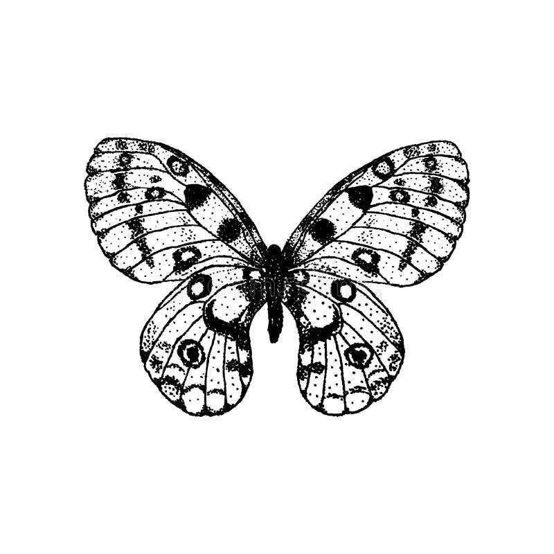 1,100+ Vector drawing butterfly Free Stock Photos - StockFreeImages