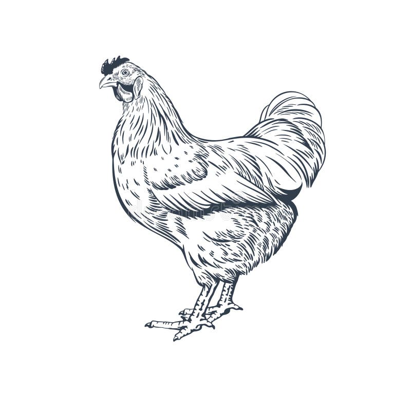 Vector Illustration of Hand-drawn Chicken Stock Illustration ...