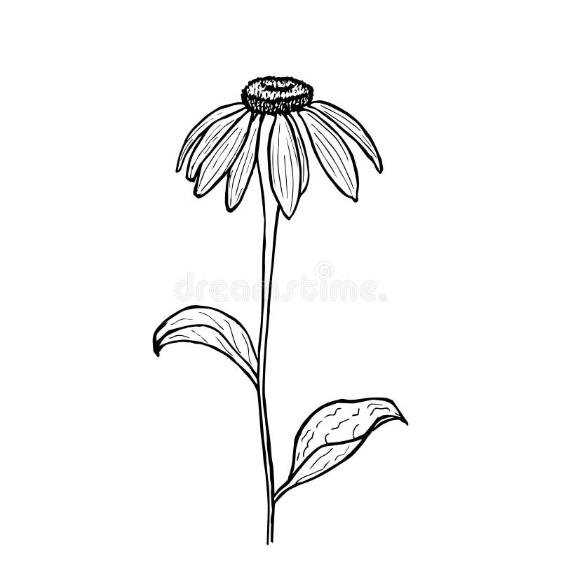 Vector Illustration of Hand Drawn Echinacea. Vintage Echinacea Stock ...