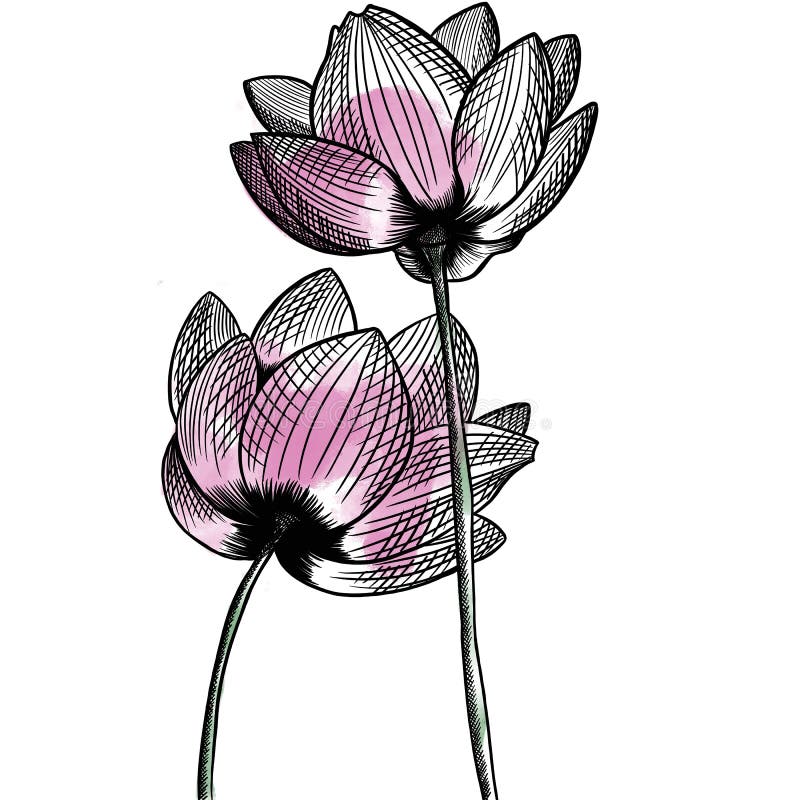 Vector Illustration Hand Drawn Lotus Flower Stock Illustration ...