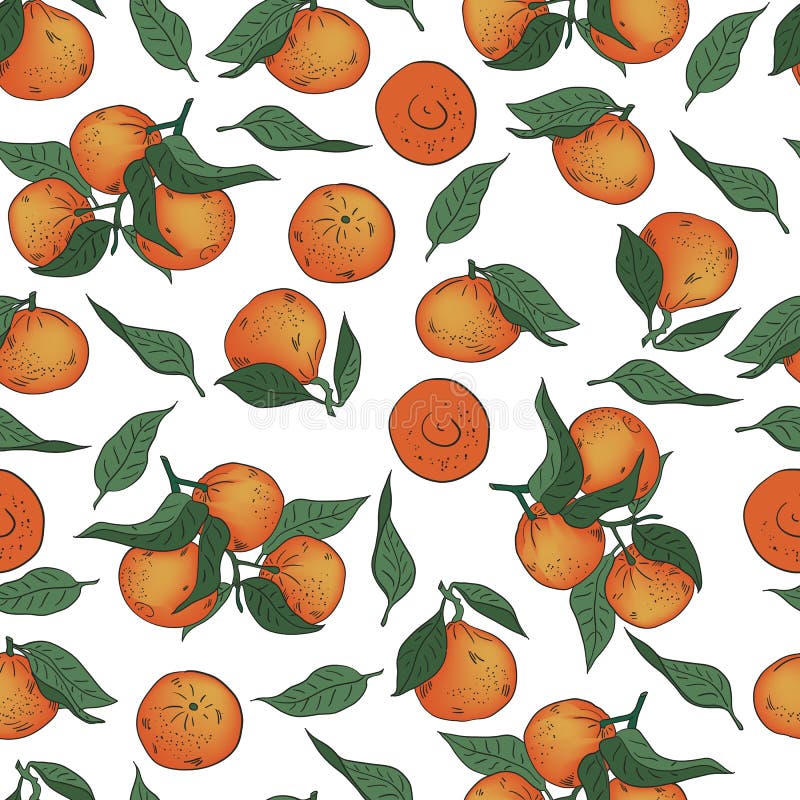 Vector Illustration. Hand Drawn Mandarins, Clementines, Citrus ...