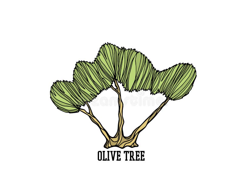 Hand drawn olive tree stock vector. Illustration of element - 116407162