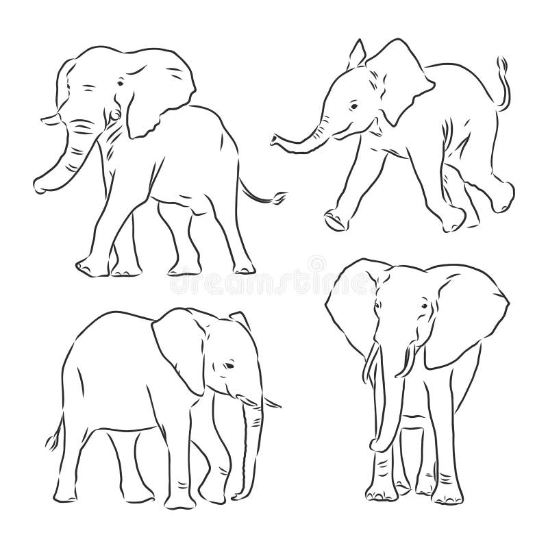 Vector Illustration. Hand Drawn Realistic Sketch of an Elephant ...