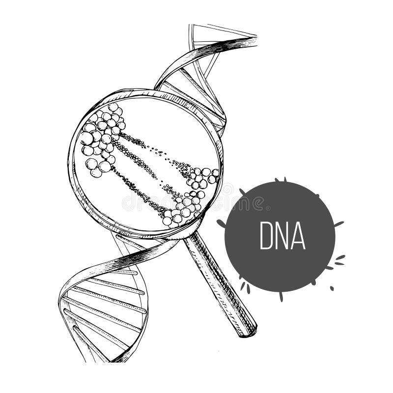 Dna Draw Stock Illustrations – 844 Dna Draw Stock Illustrations ...
