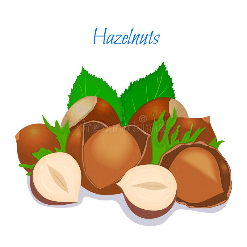Hazelnuts With Leaves. Vector Illustration Of A Handful Hazel Nut ...