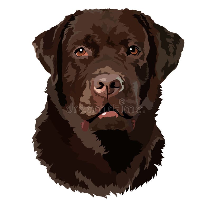 Vector Illustration of the Head of a Labrador Retriever. Portrait on a ...