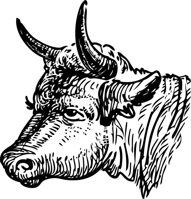 Freehand Drawing of Head Sad Cow Stock Vector - Illustration of hoofed ...