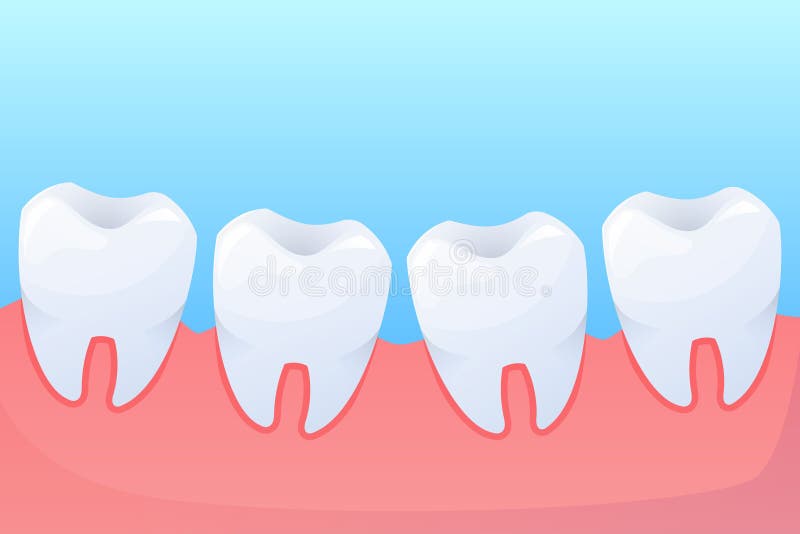 Vector Cartoon Illustration of Healthy Human Molars in the Gum. Clean ...