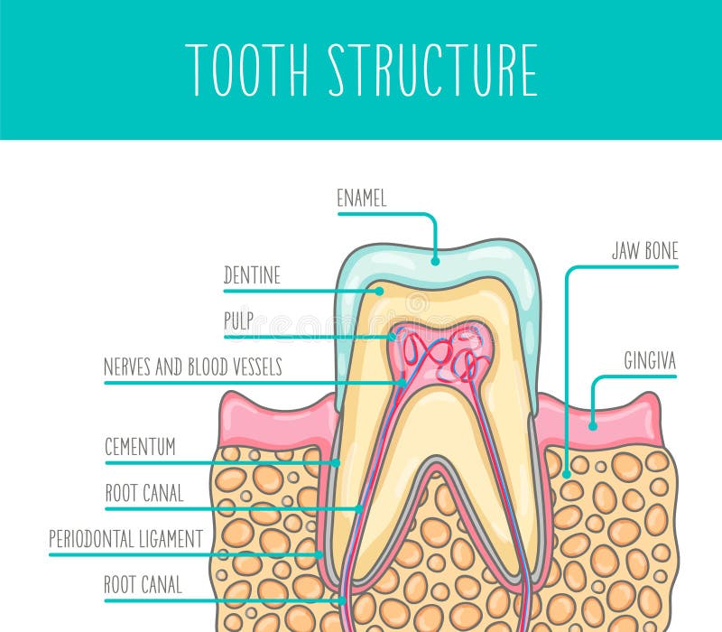 Vector Illustration of a Healthy Human Tooth Structure. Stock Vector ...