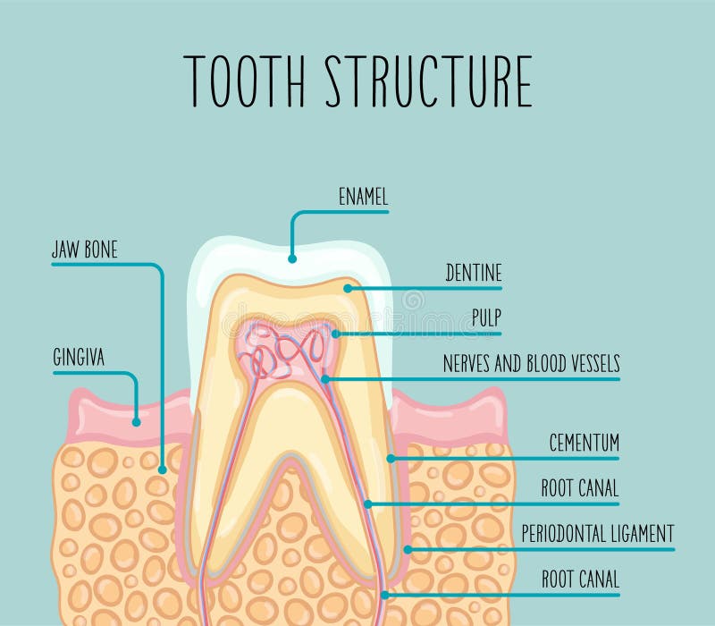 Vector Illustration of a Healthy Human Tooth Structure. Stock Vector ...