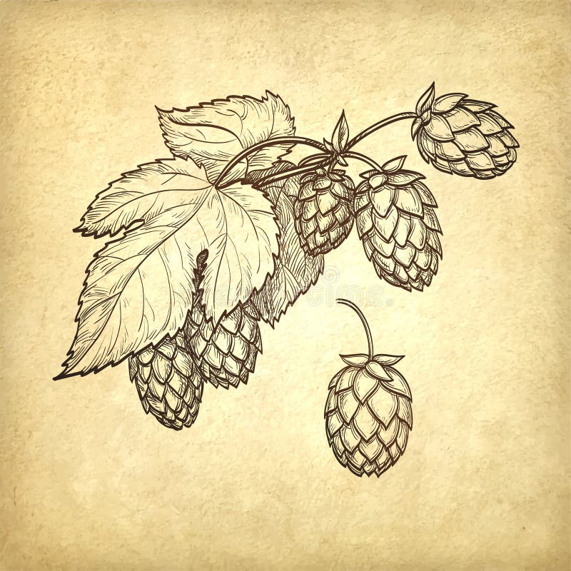 Hops Drawing Stock Illustrations – 1,877 Hops Drawing Stock ...