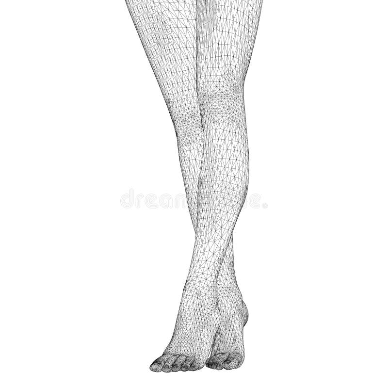 Vector Illustration of a Human Body. Female Legs in the Form of a Three ...