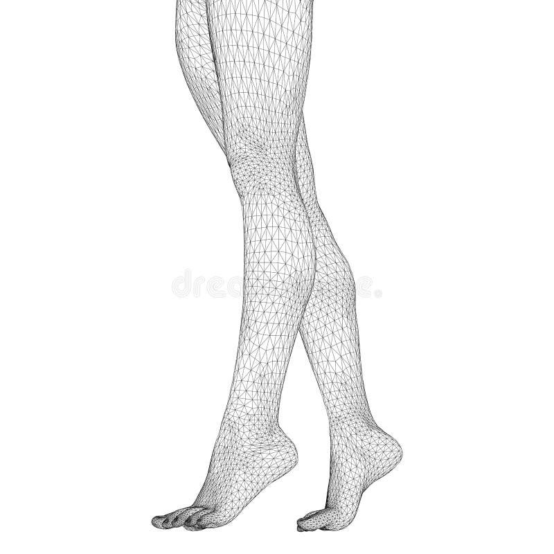 Vector Illustration of a Human Body. Female Legs in the Form of a Three ...