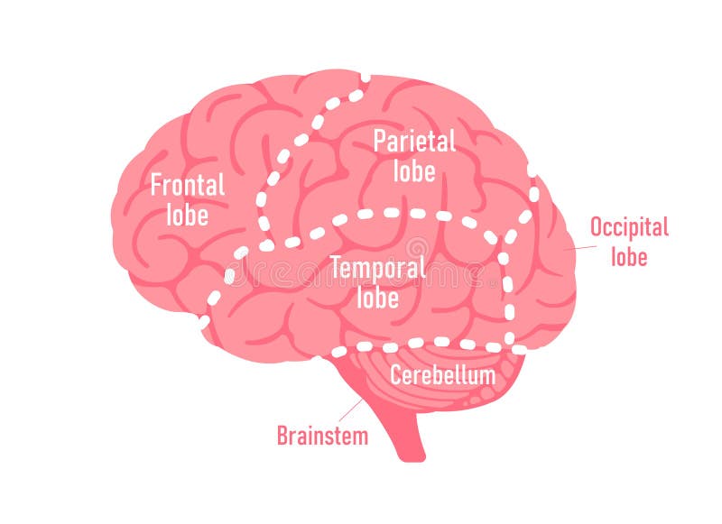 Vector Illustration of Human Brain Anatomy Structure Stock Vector ...