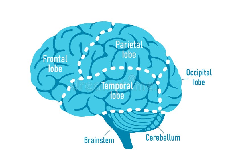 Vector Illustration of Human Brain Anatomy Structure Stock Vector ...